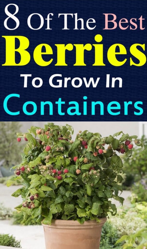 8 Of The Best Berries To Grow In Containers